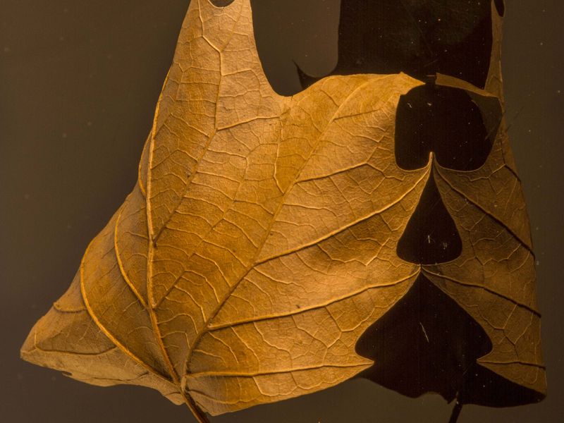 Dancing leaf | Smithsonian Photo Contest | Smithsonian Magazine