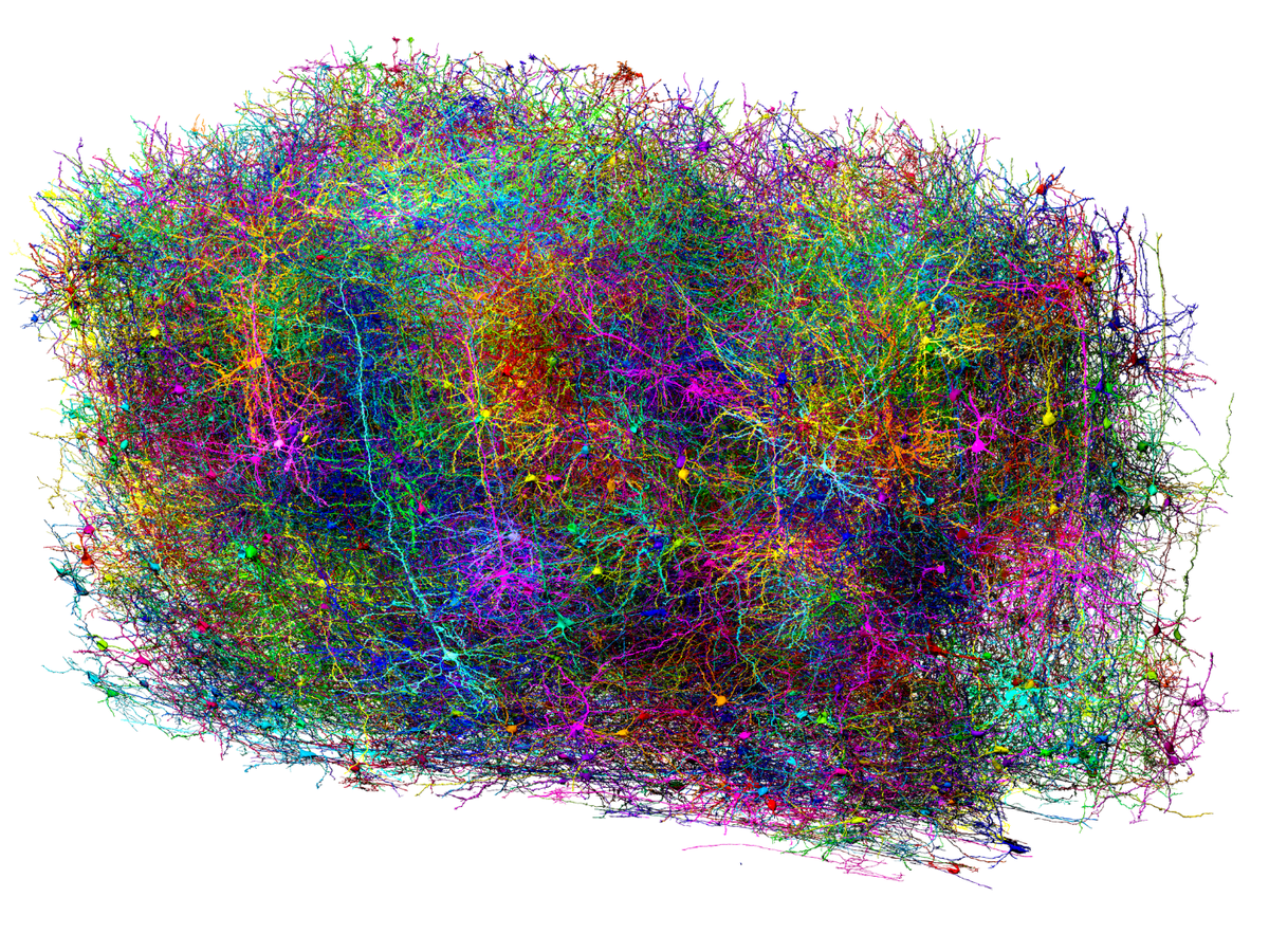 In a World First, Researchers Mapped Part of a Mouse's Brain in ...