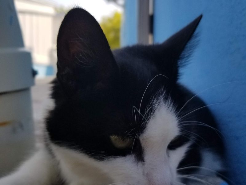 A cat lounging in Haiti | Smithsonian Photo Contest | Smithsonian Magazine