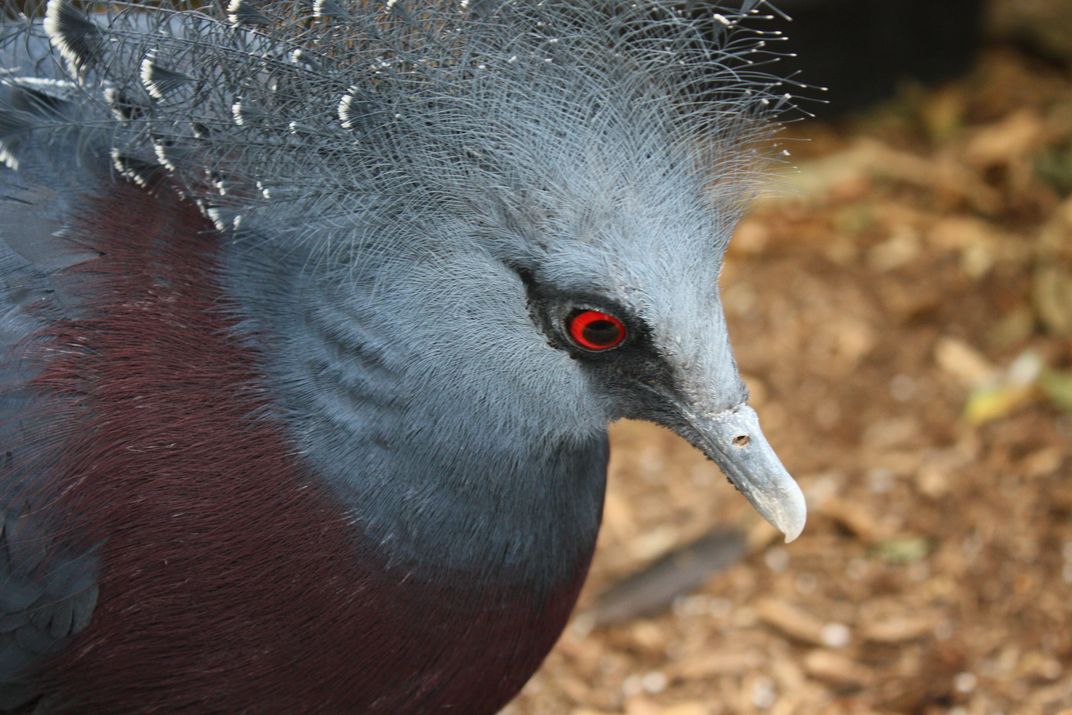 Victoria Crowned Pigeon | Smithsonian Photo Contest | Smithsonian Magazine