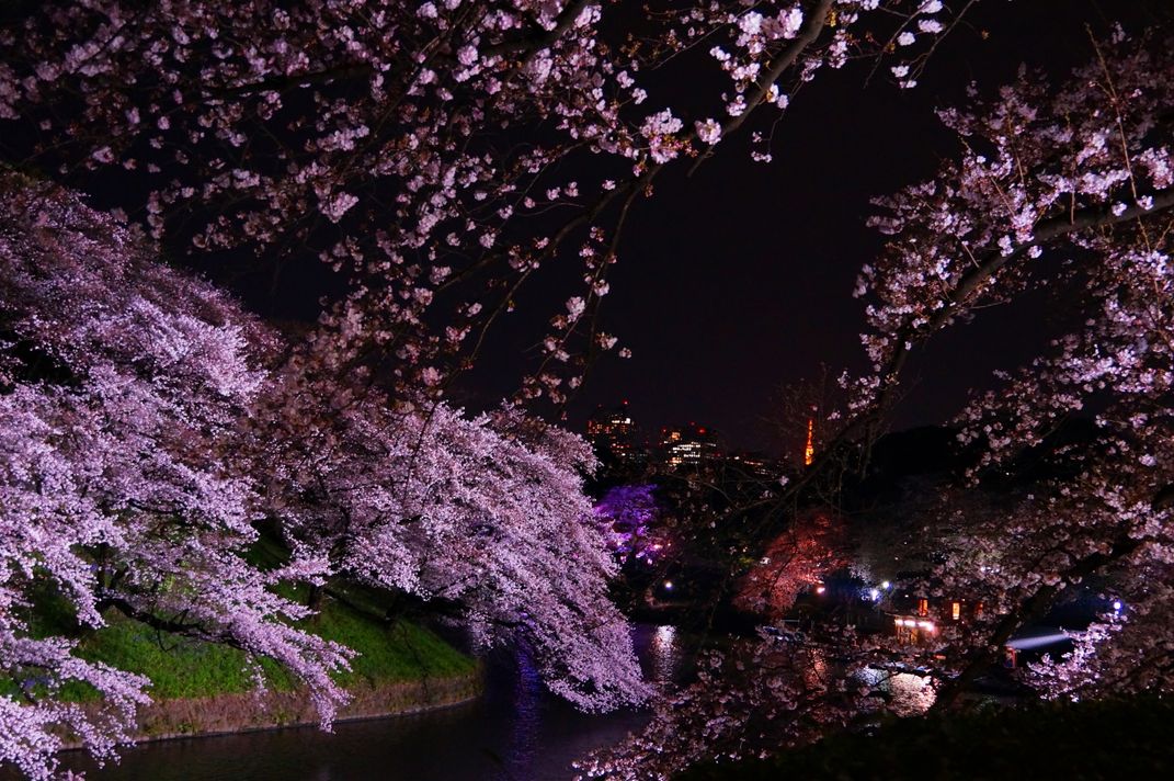 Spring in Tokyo | Smithsonian Photo Contest | Smithsonian Magazine