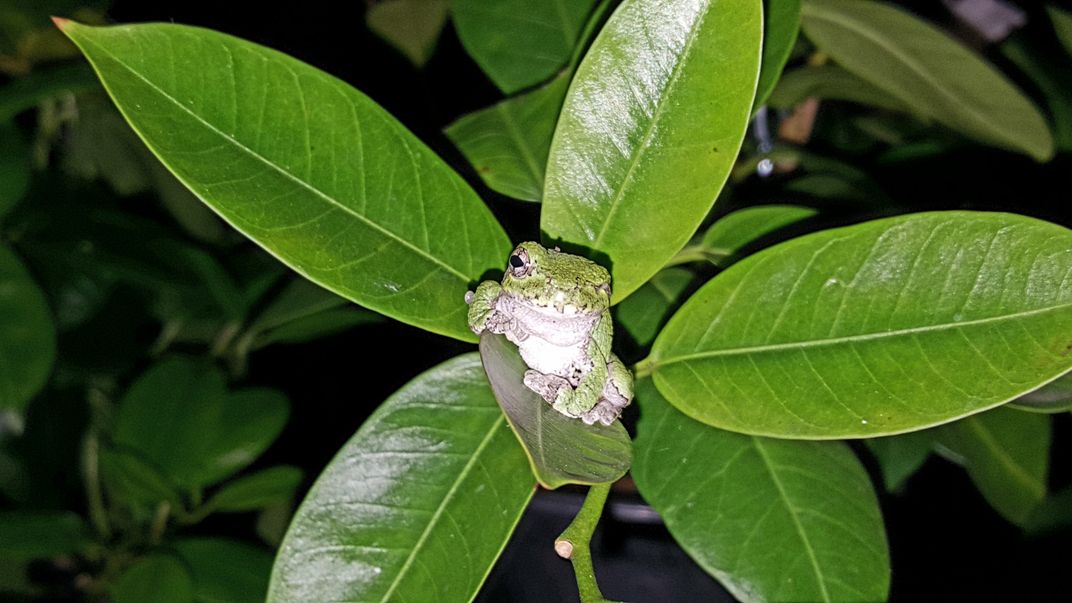 Winking Frog | Smithsonian Photo Contest | Smithsonian Magazine