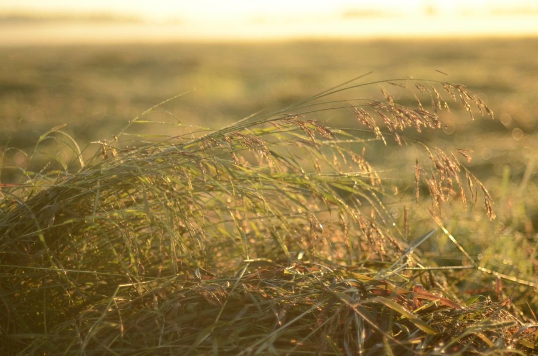 Summers Grass Smithsonian Photo Contest Smithsonian Magazine