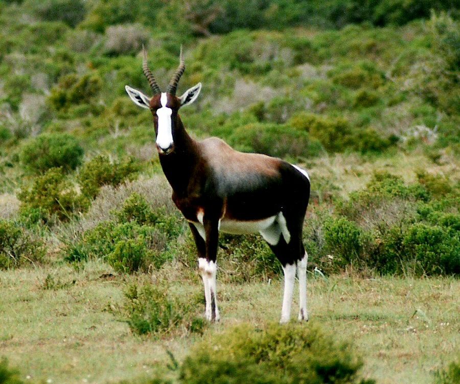 Bontebok Birding In The Bontebok National Park BirdLife Overberg