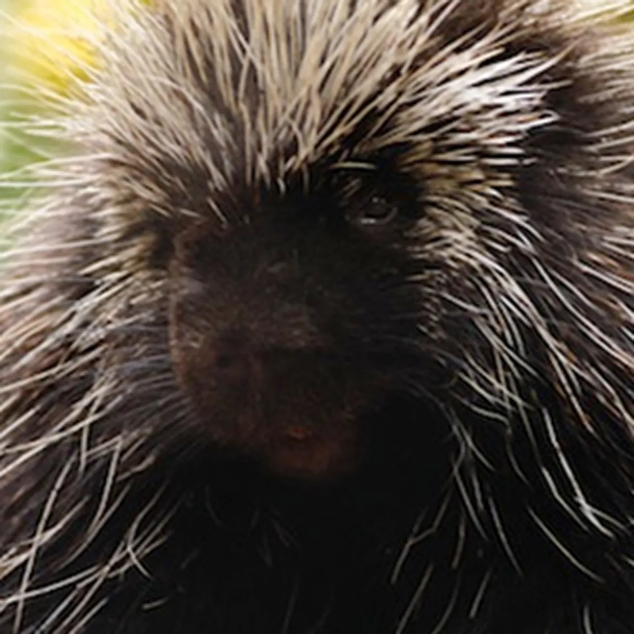 Porcupine Quills In Human
