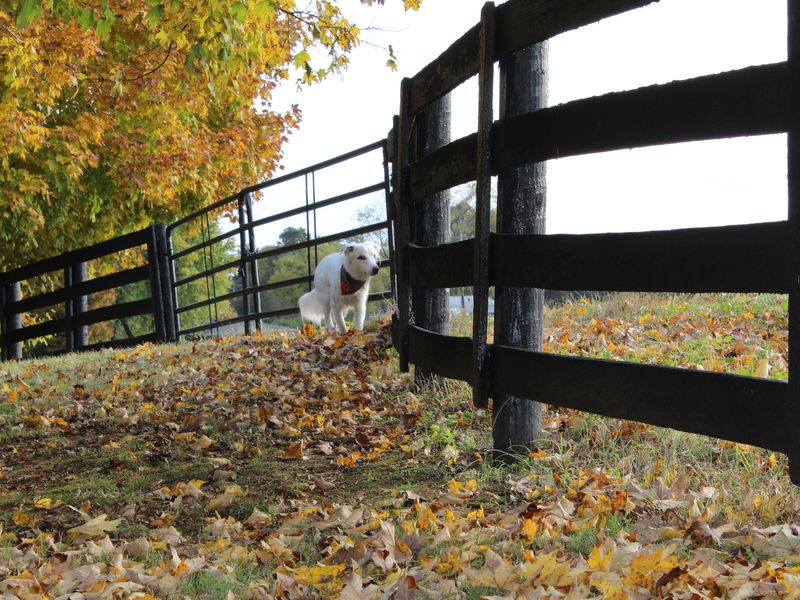 Outside the Fence | Smithsonian Photo Contest | Smithsonian Magazine