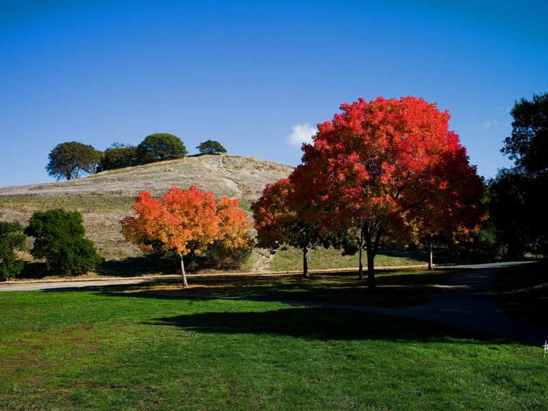 Fall colors at the Hidden Lakes Park, Martinez, CA. | Smithsonian Photo ...