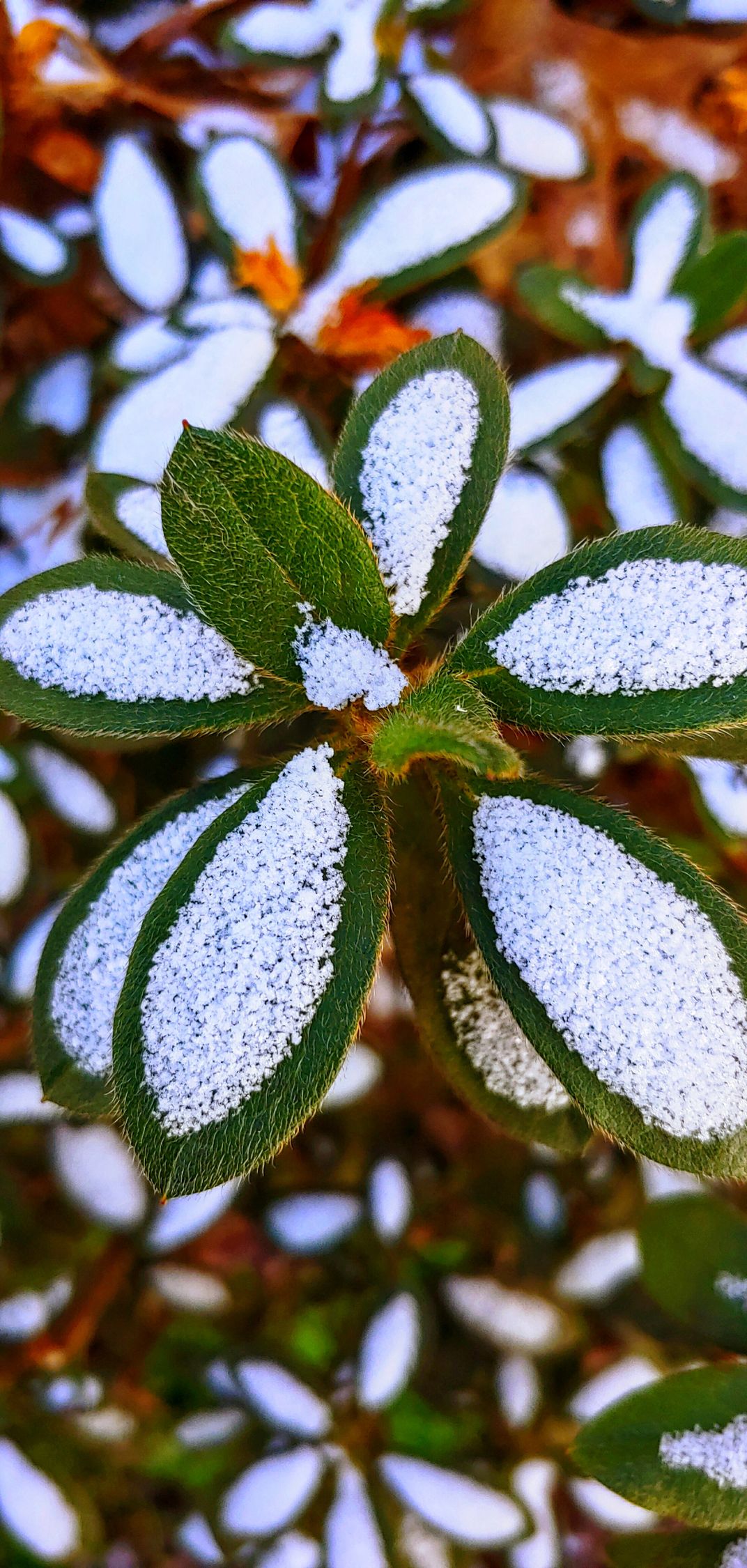 Perfect pattern of snow on a bush | Smithsonian Photo Contest ...