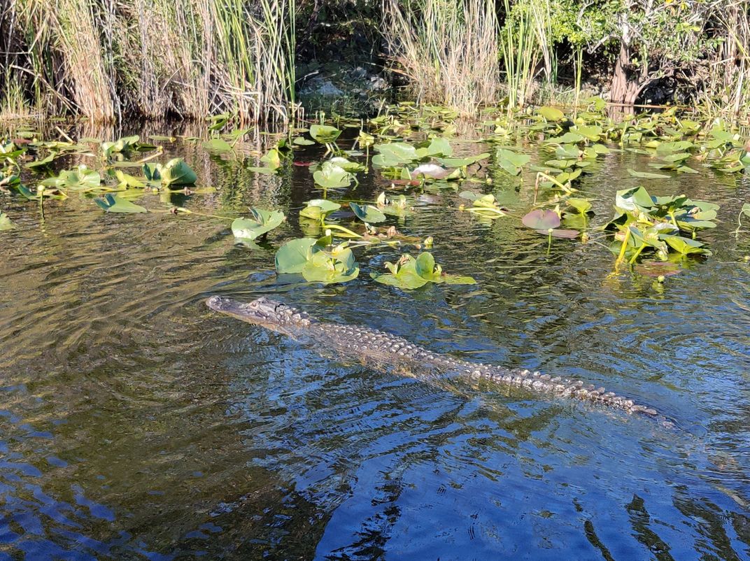 Alligator at Everglades park | Smithsonian Photo Contest | Smithsonian ...