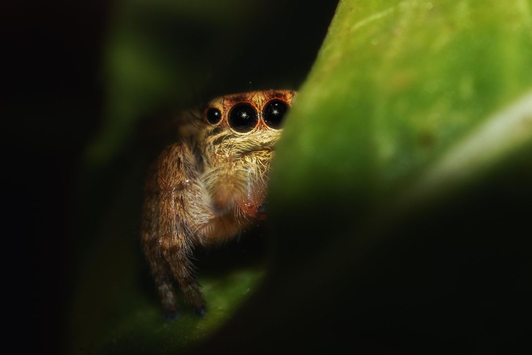 Peeping Little Monster! | Smithsonian Photo Contest | Smithsonian Magazine