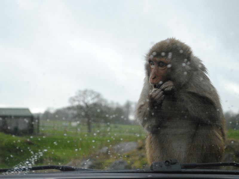 A monkey abroad. | Smithsonian Photo Contest | Smithsonian Magazine