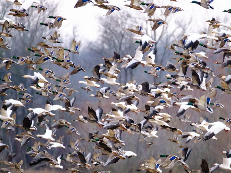 Flight of Waterfowl | Smithsonian Photo Contest | Smithsonian Magazine
