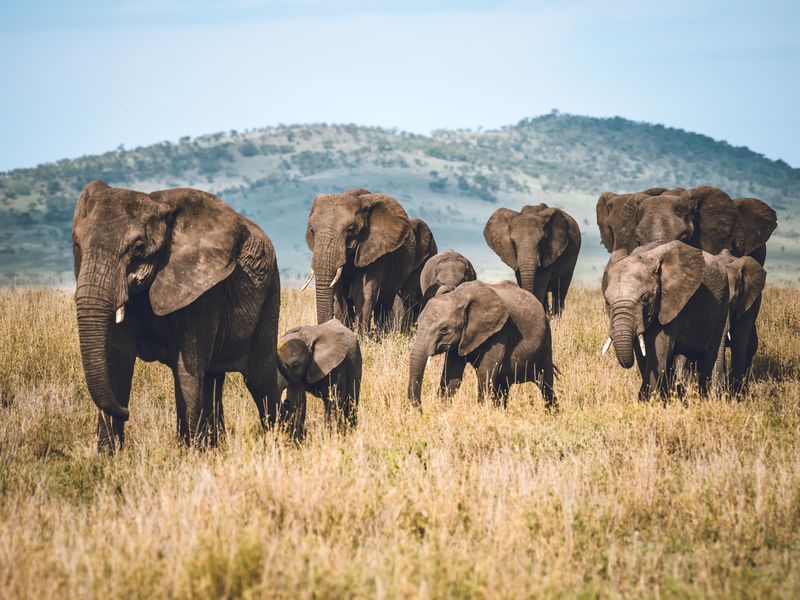 Elephant march | Smithsonian Photo Contest | Smithsonian Magazine