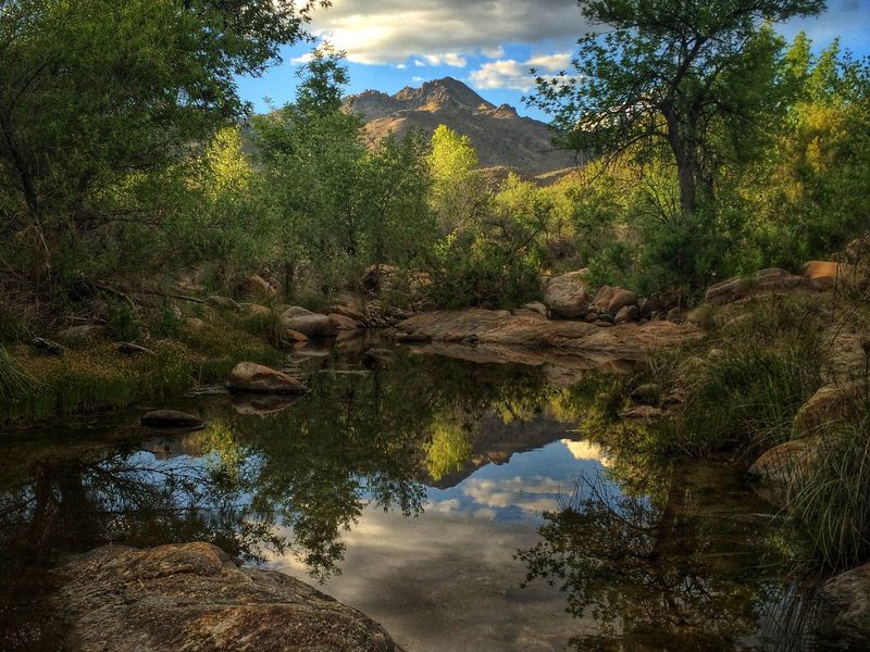 The desert is green | Smithsonian Photo Contest | Smithsonian Magazine