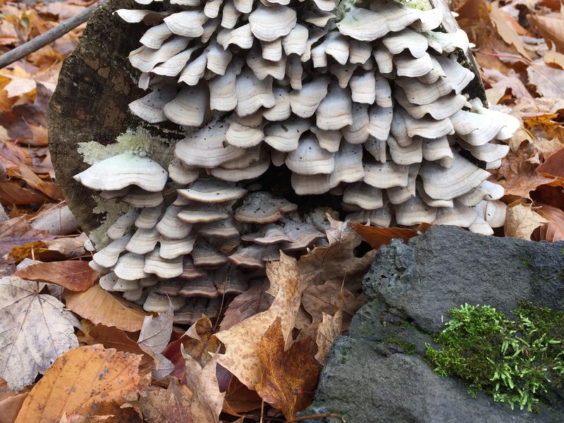 Mushrooms growing out of a dead tree | Smithsonian Photo Contest ...