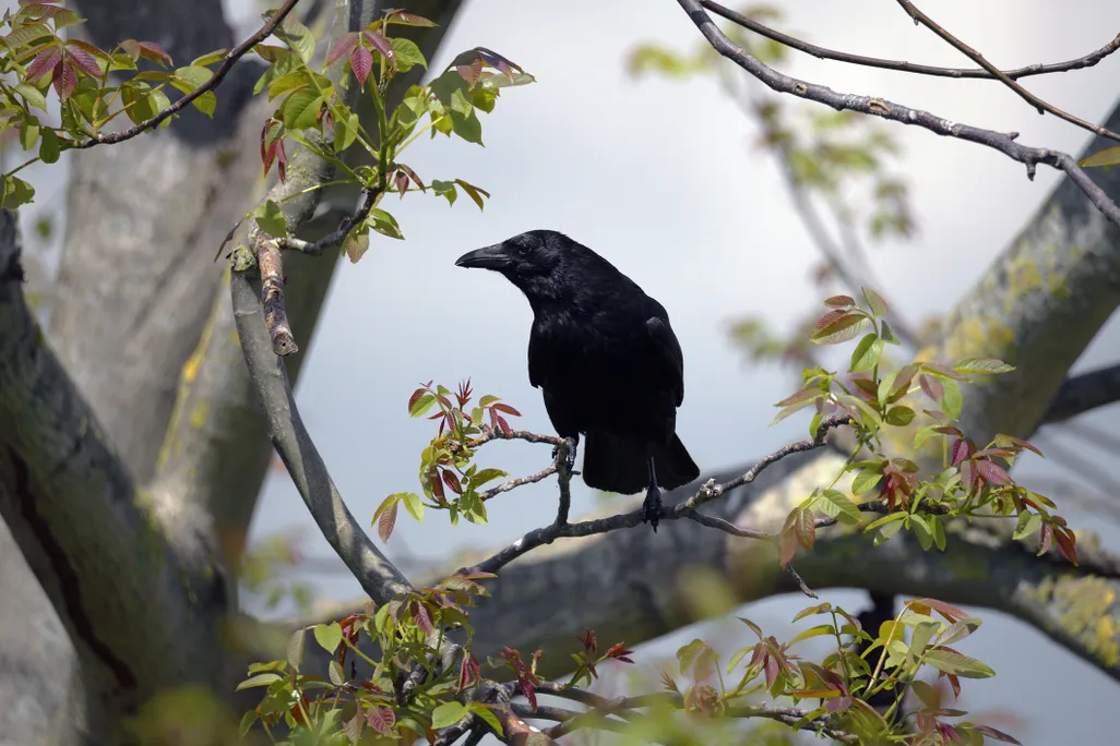 crow in tree
