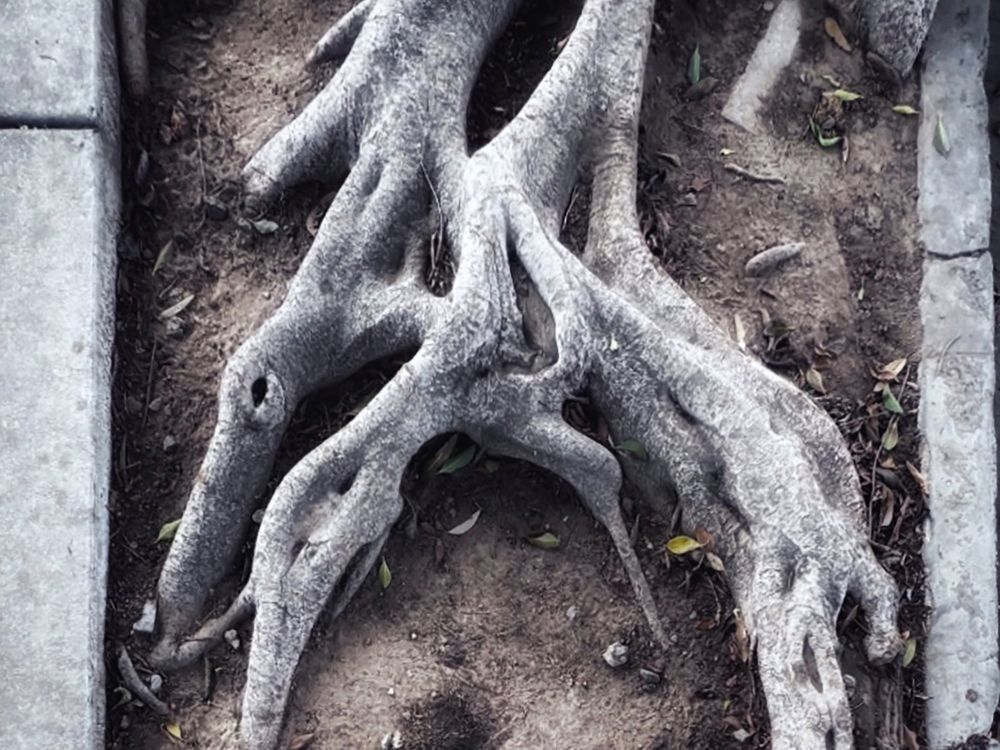 Tree Root Pterodactyl Lovers Spoon in Parkway Crypt | Smithsonian Photo ...