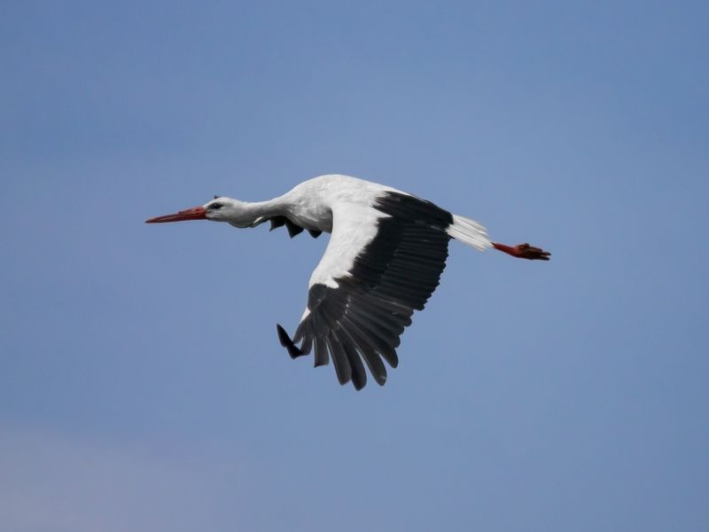 One stork flying in the sky | Smithsonian Photo Contest | Smithsonian ...