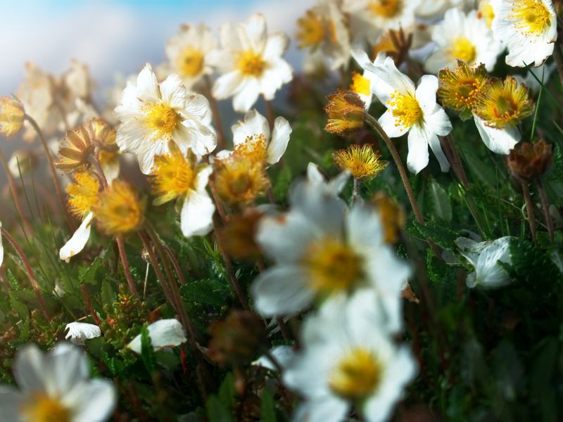Edgy Flowers | Smithsonian Photo Contest | Smithsonian Magazine