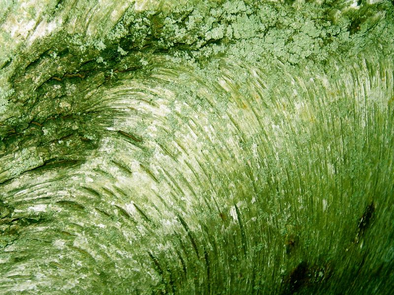 The Bark of a Tree Like a Wave of the Ocean | Smithsonian Photo Contest ...