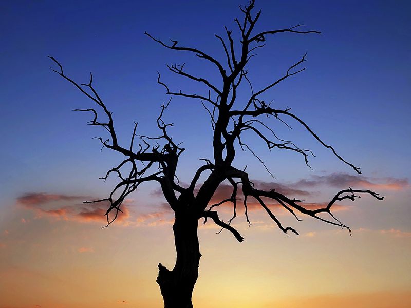 Dead tree at sunset | Smithsonian Photo Contest | Smithsonian Magazine