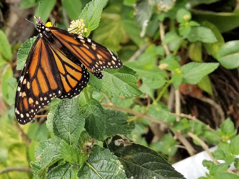 Monarch Butterfly Getting Nectar | Smithsonian Photo Contest ...