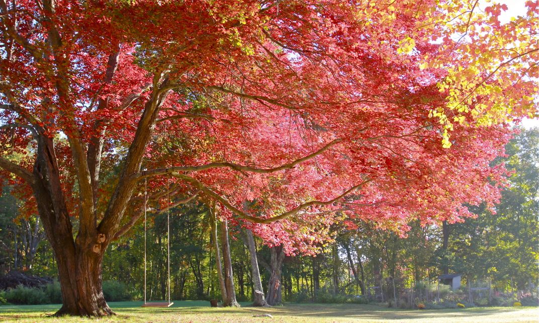 Majestic Red Maple | Smithsonian Photo Contest | Smithsonian Magazine