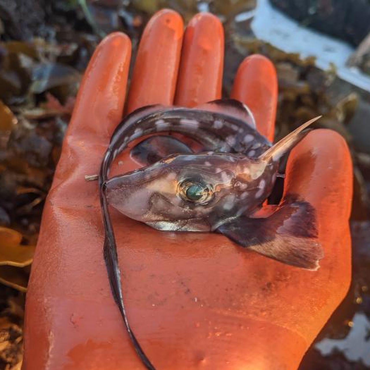 do fish have sharp teeth