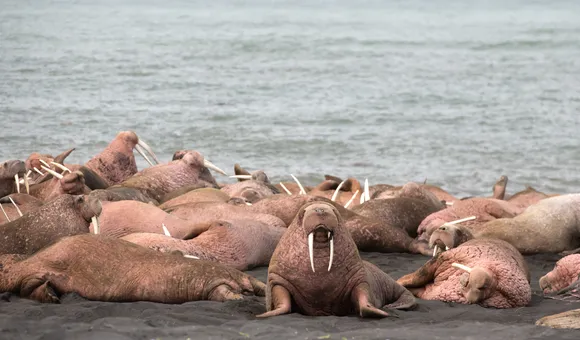 National Museum of Natural History Blog | Smithsonian Magazine