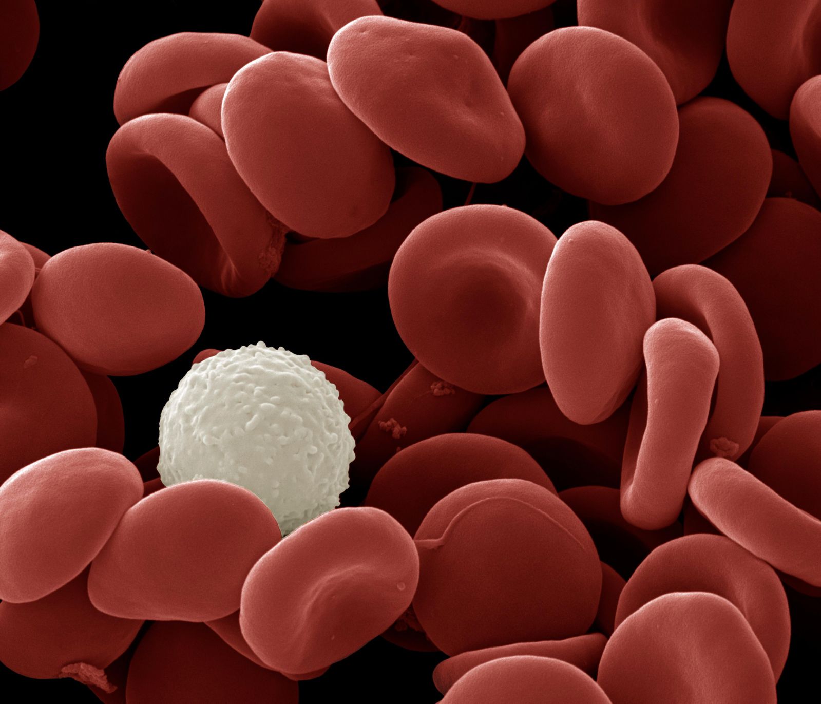 Scientists Have Basically No Idea How Many Cells Are In The Human Body Smart News 