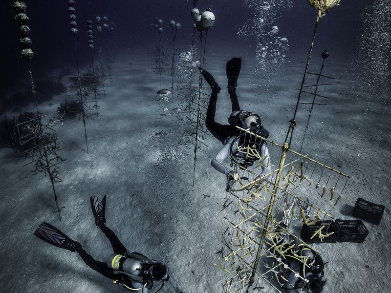 Coral harvesting: the reef restoration project | Smithsonian Photo ...