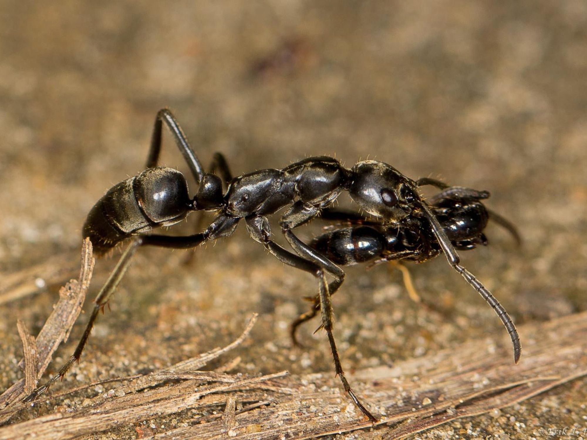 This Ant Species Rescues Wounded Comrades on the Battlefield