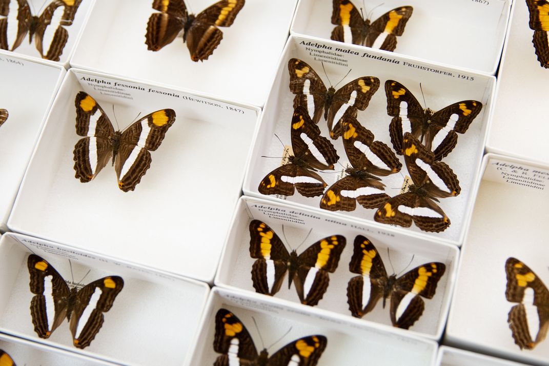 Nature’s Copycats: What Cryptic Insects Reveal About Tropical ...
