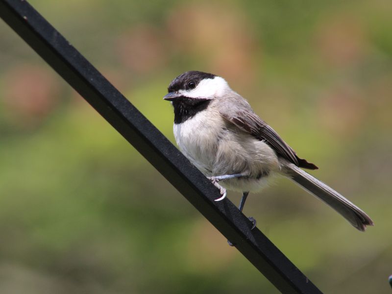 Chickadee | Smithsonian Photo Contest | Smithsonian Magazine