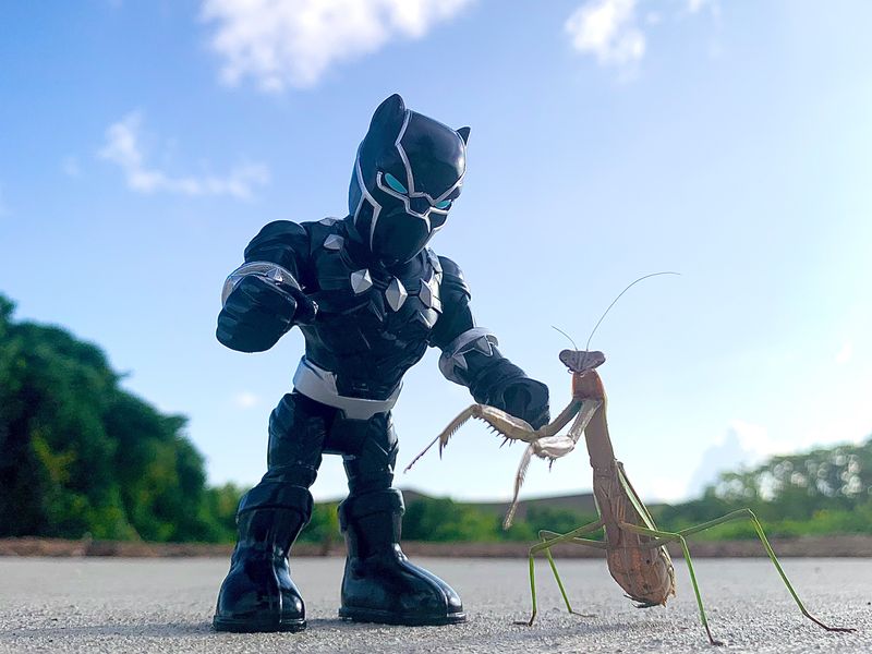 Panther and the Praying Mantis | Smithsonian Photo Contest ...