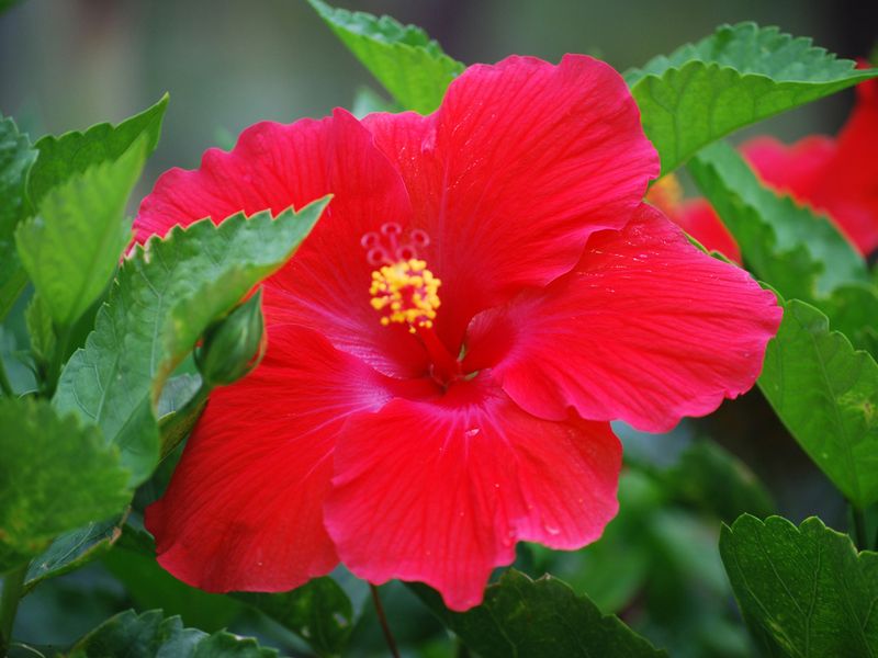 Red Hibiscus flower | Smithsonian Photo Contest | Smithsonian Magazine