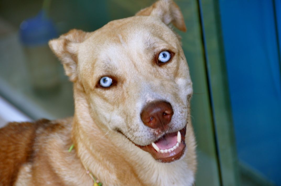 stray dog in Greece waiting for food outside a Taverna | Smithsonian ...