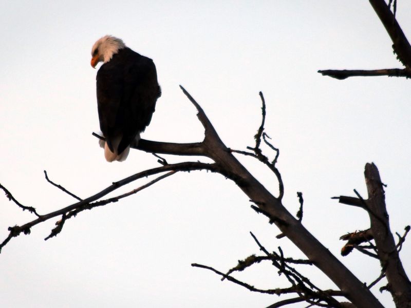 Bald eagle perched on tree branch. | Smithsonian Photo Contest ...