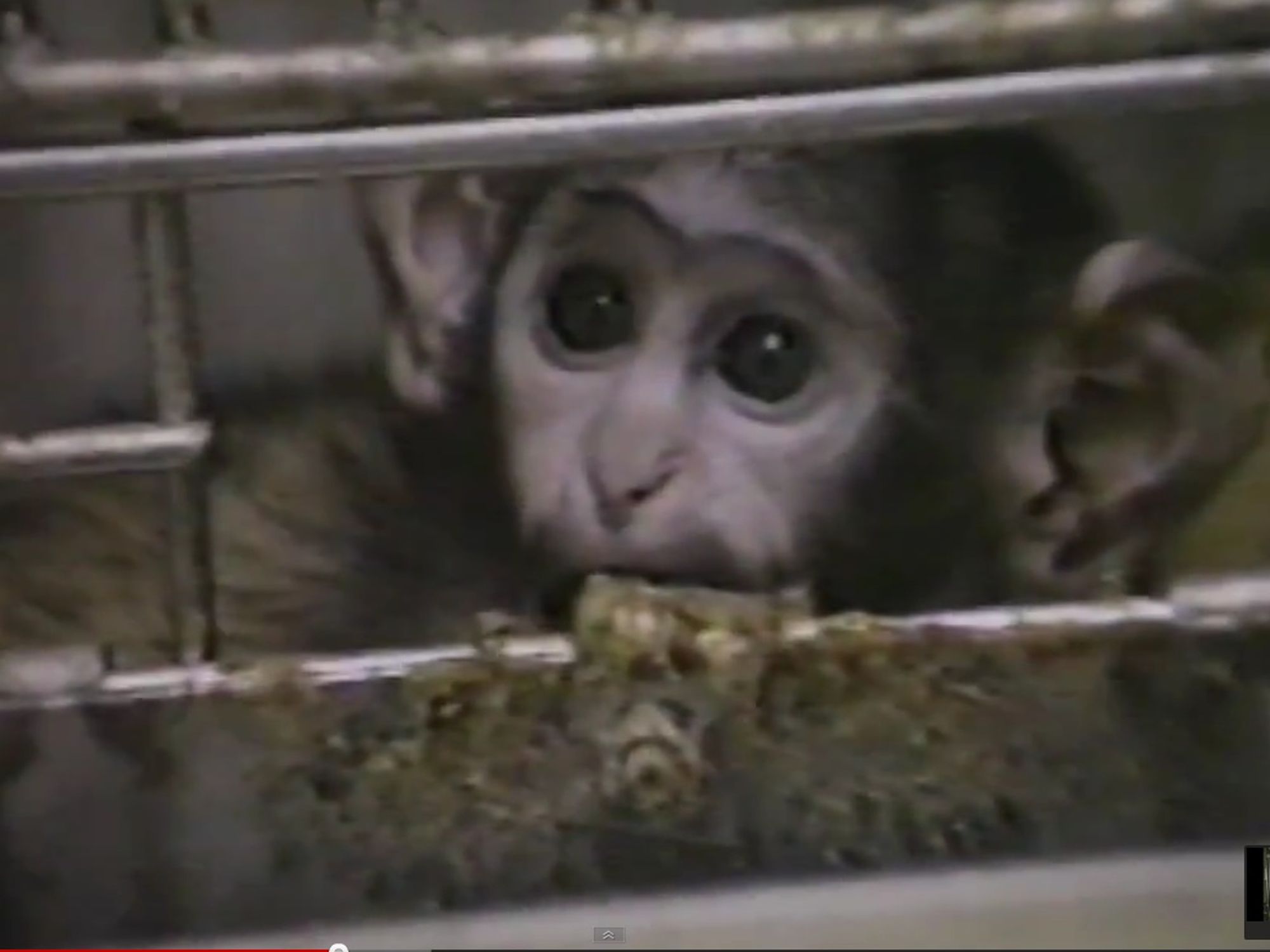 Chimps Celebrate the End of a Research Era