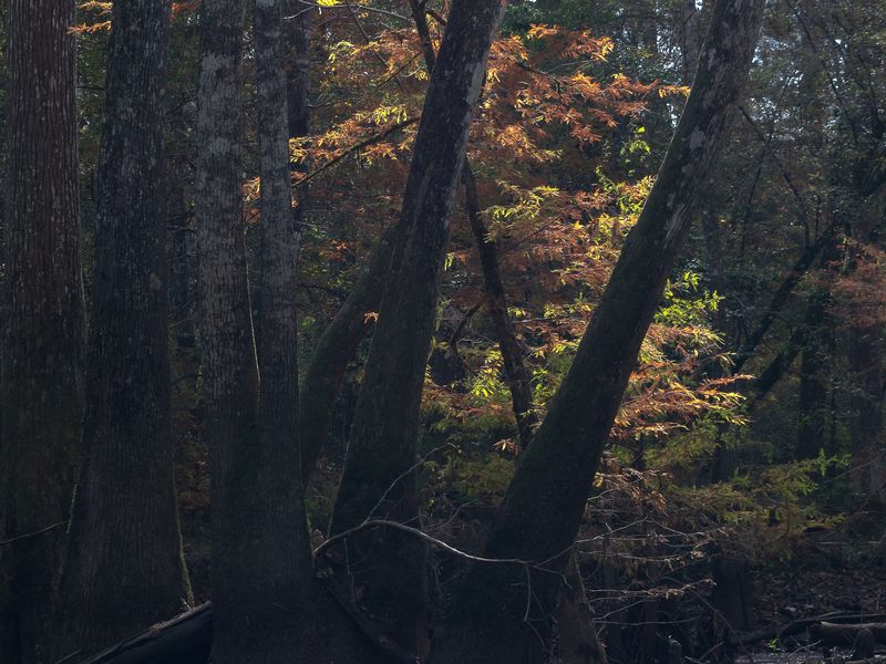 Fall in Big Thicket National Preserve | Smithsonian Photo Contest ...