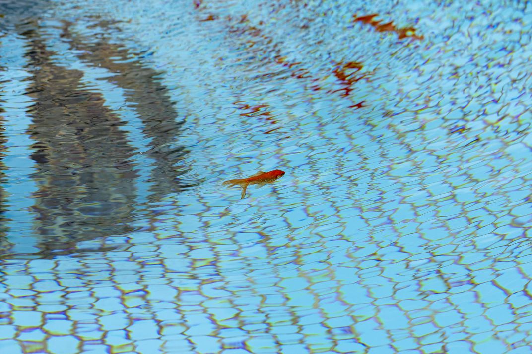 Red fish | Smithsonian Photo Contest | Smithsonian Magazine