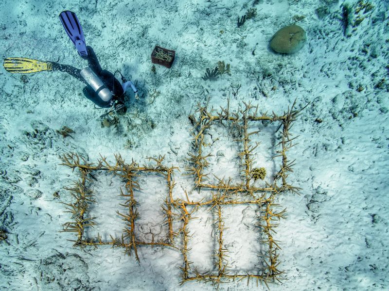 Coral restoration project: the outplanting | Smithsonian Photo Contest ...