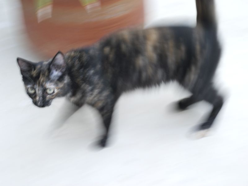 Fast Cat | Smithsonian Photo Contest | Smithsonian Magazine