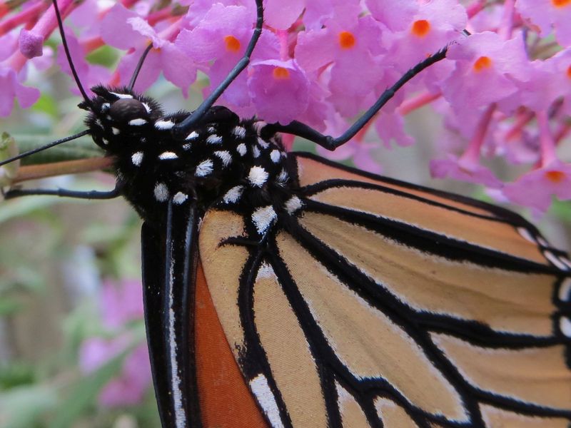 Monarch Butterfly on Long Beach Island New Jersey very detailed view of ...