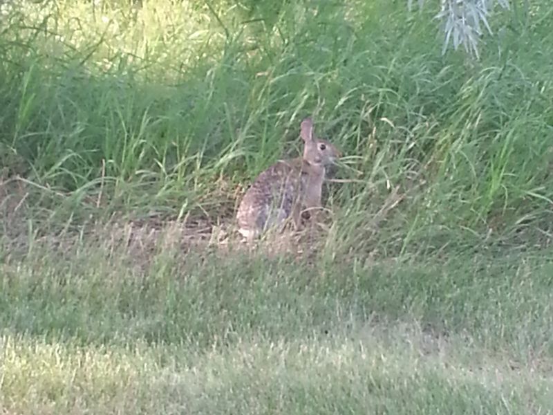 A wild rabbit in a minnesotan suburban area | Smithsonian Photo Contest ...