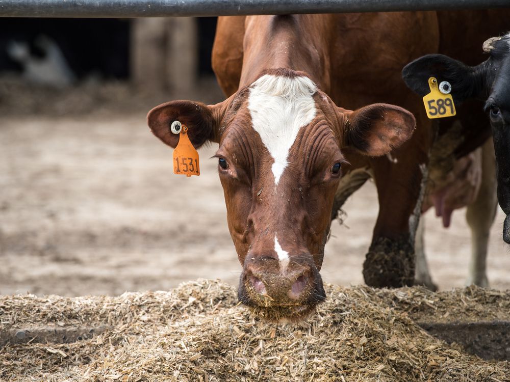 First Human Case of Bird Flu in Texas Confirmed, Following Infections ...