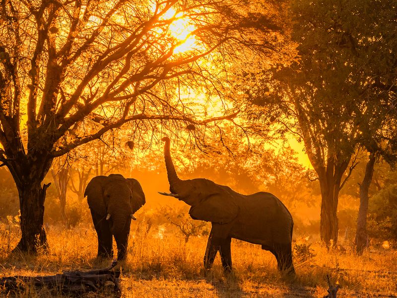 African Elephants under Morning Light | Smithsonian Photo Contest ...
