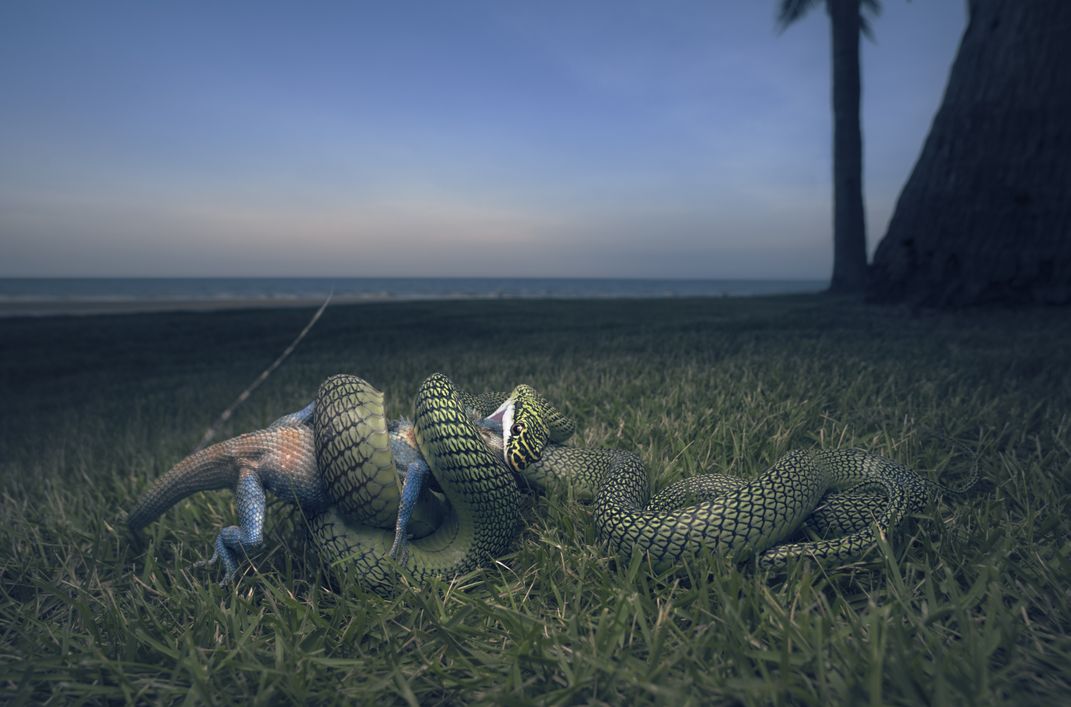 Flying snake predating a Blue crested lizard | Smithsonian Photo ...