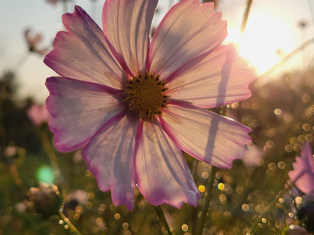 A cosmo's last glimpse of sunlight | Smithsonian Photo Contest ...