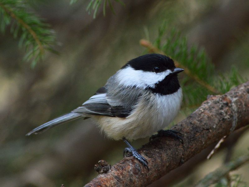 Chickadee | Smithsonian Photo Contest | Smithsonian Magazine